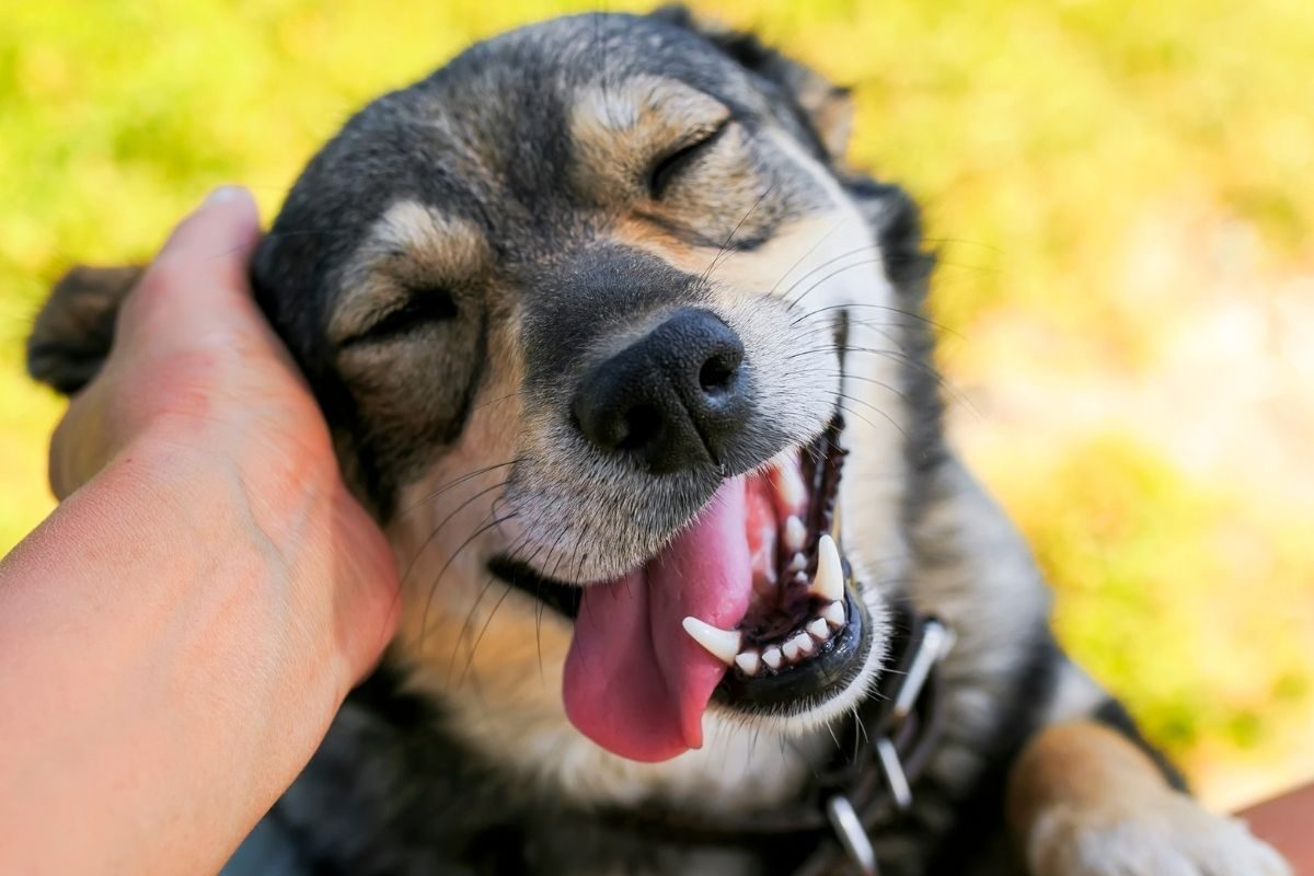 Top 10 des races de chiens les plus gentilles et affectueuses pour ...