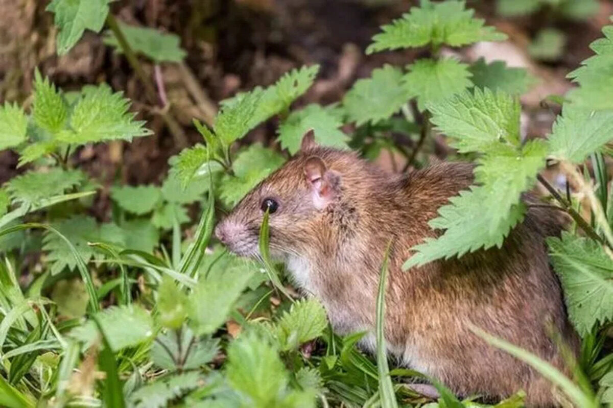 Quatre plantes qui repoussent les rats et les éloignent – et qui sont ...